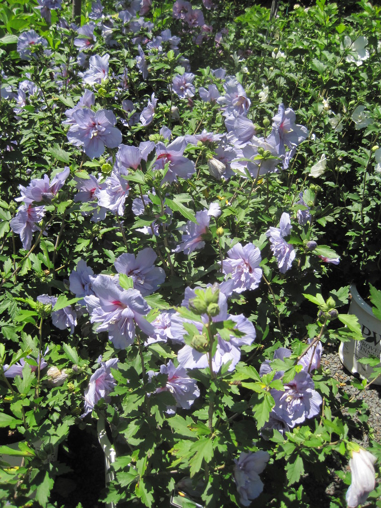 Blue Chiffon Rose of Sharon (Hibiscus 'Blue Chiffon') - North Shore ...