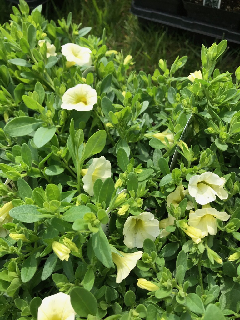 Superbells Yellow Chiffon Calibrachoa (Calibrachoa 'Superbells Yellow ...