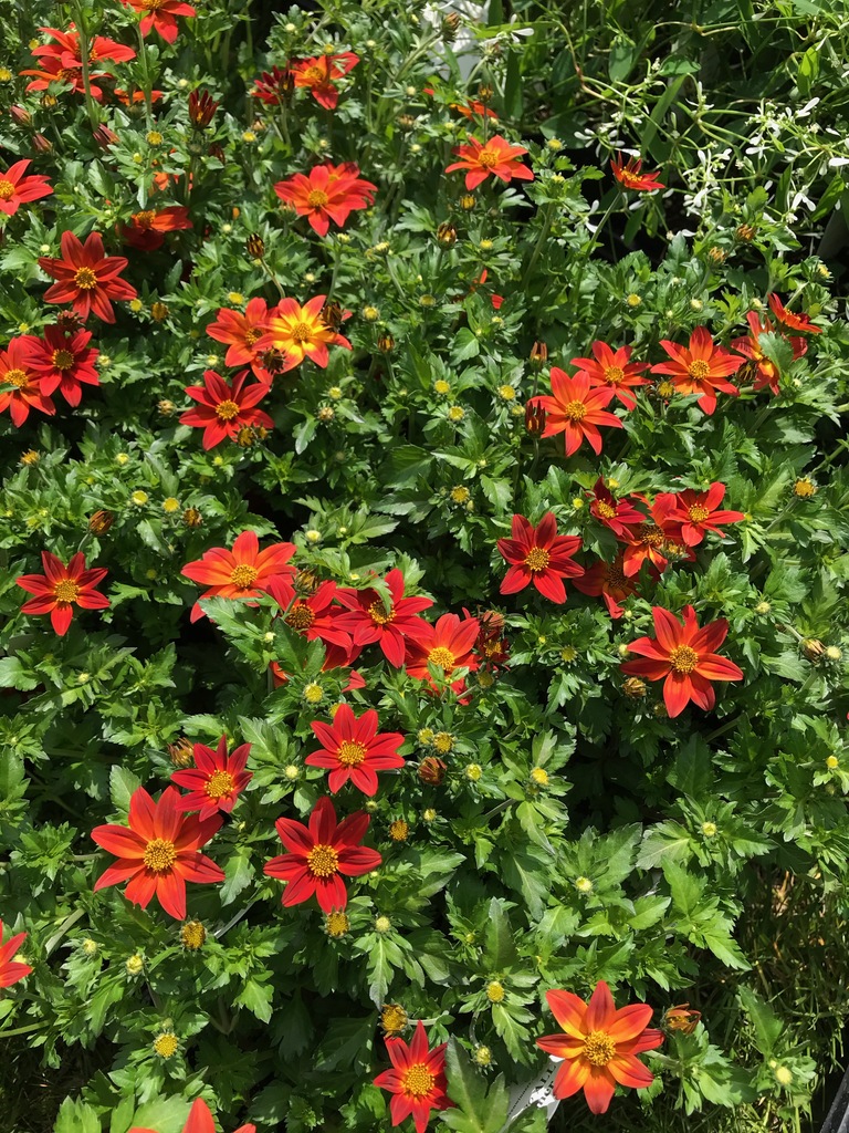 Campfire Flame Bidens (Bidens ferulifolia 'Campfire Flame') - North ...