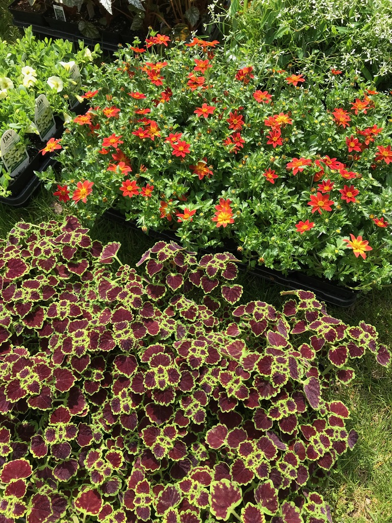 Campfire Flame Bidens (Bidens ferulifolia 'Campfire Flame') - North ...