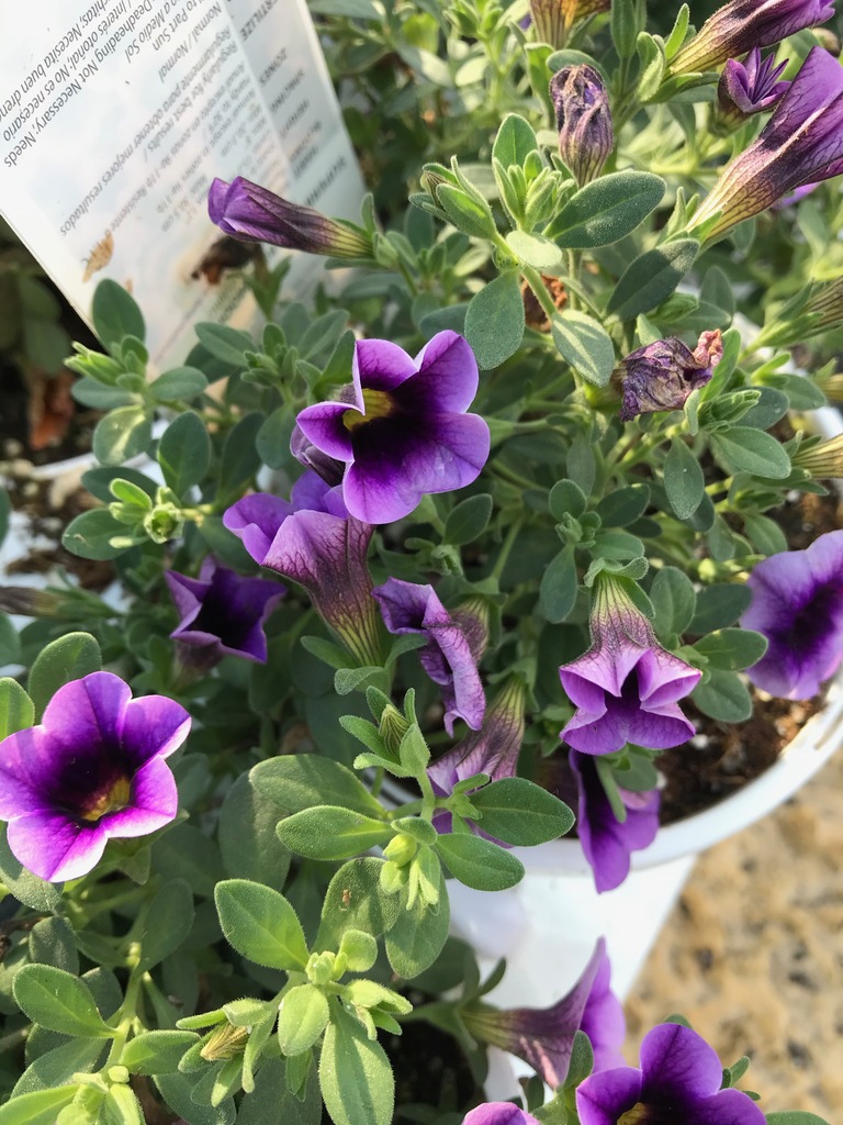 Superbells Blue Moon Punch Calibrachoa (Calibrachoa 'Superbells Blue ...