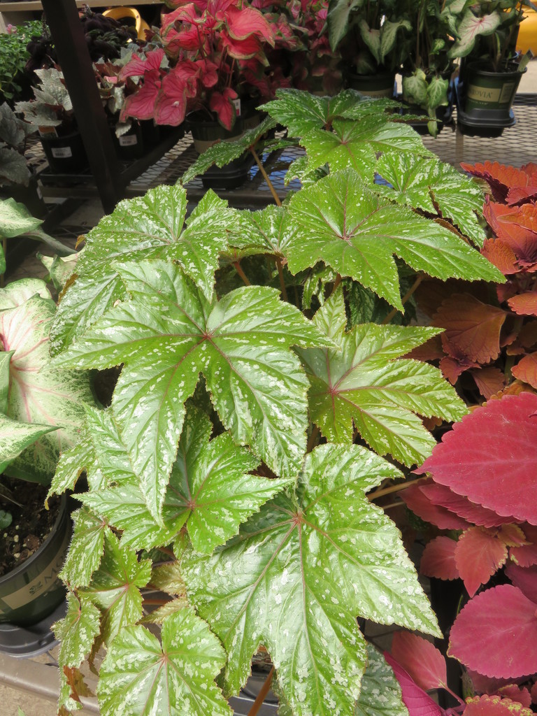 Gryphon Begonia (Begonia x hybrida 'Gryphon') - North Shore Plant Club