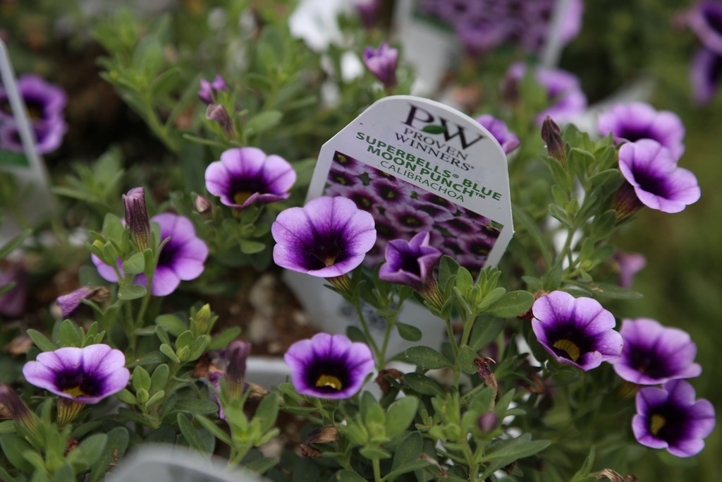 Superbells Blue Moon Punch Calibrachoa (Calibrachoa 'Superbells Blue ...