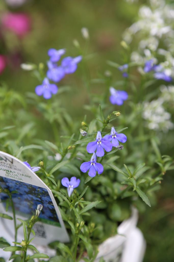 Laguna Dark Blue Lobelia (Lobelia erinus 'Laguna Dark Blue') - North ...