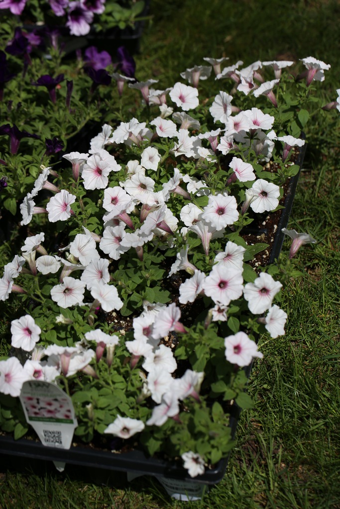 Supertunia Vista Silverberry (Petunia 'Supertunia Vista Silverberry ...