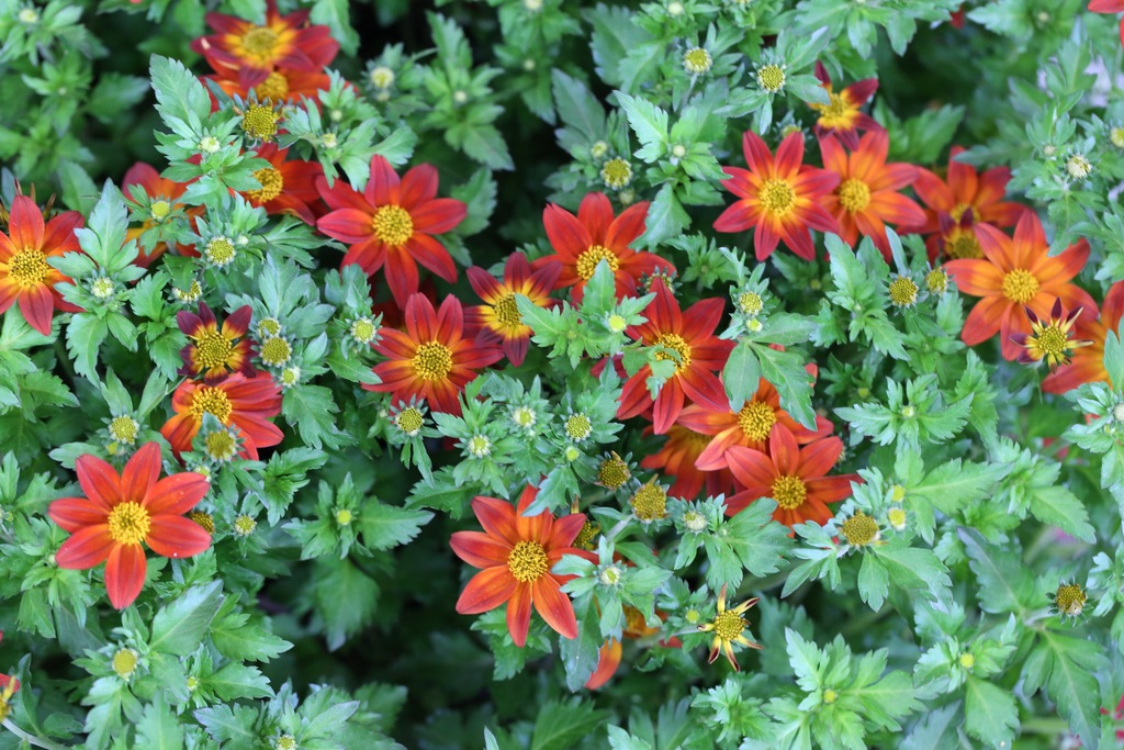 Campfire Flame Bidens (Bidens ferulifolia 'Campfire Flame') - North ...