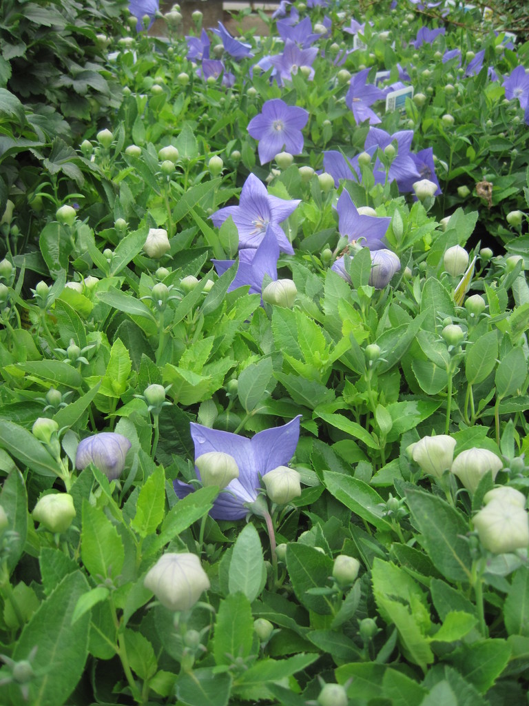 Sentimental Blue Balloon Flower (Platycodon grandiflorus 'Sentimental ...