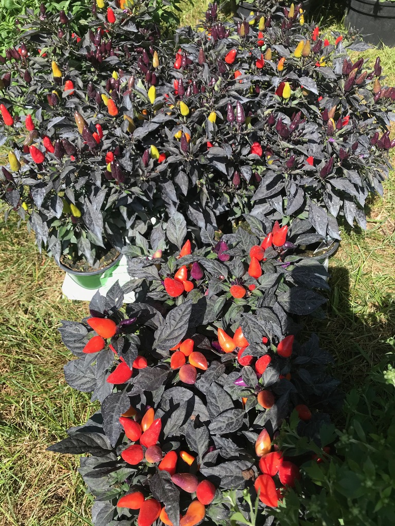 Midnight Fire Pepper (Capsicum annuum 'Midnight Fire') - North Shore ...