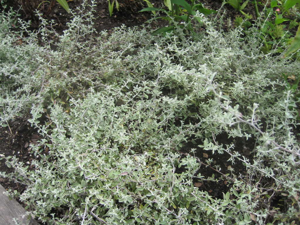 Silver Star Liquorice Plant (Helichrysum 'Silver Star') - North Shore ...