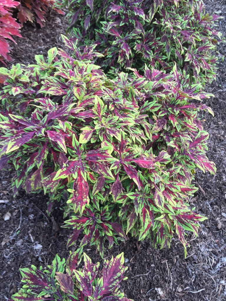 Flamethrower Chili Pepper Coleus (Solenostemon scutellarioides ...