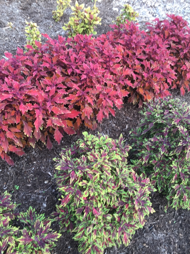 Flamethrower Chili Pepper Coleus (Solenostemon scutellarioides ...