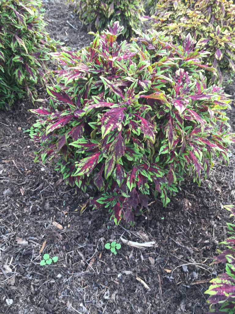 Flamethrower Chili Pepper Coleus (Solenostemon scutellarioides ...