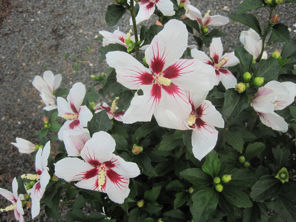 Lil' Kim Rose Of Sharon (Hibiscus syriacus 'Antong Two' LIL' KIM ...