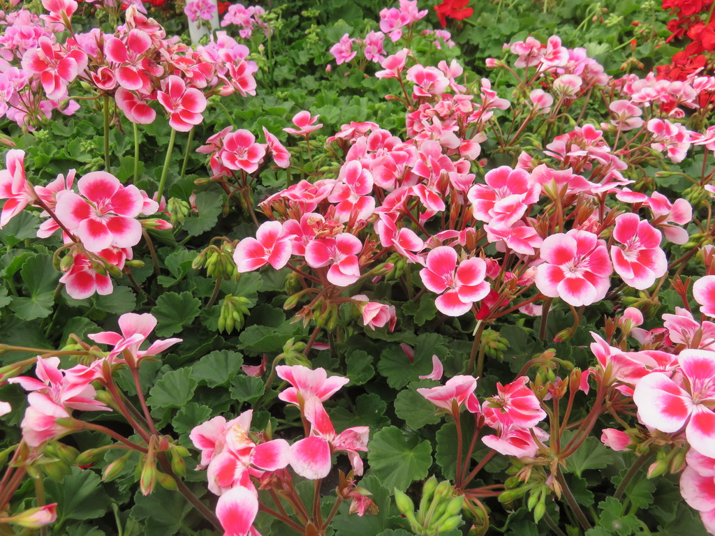 Tango Rose Mega Splash Zonal Geranium (Pelargonium x hortorum 'Tango ...