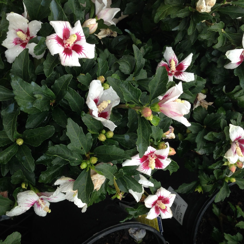 Lil' Kim Rose Of Sharon (Hibiscus syriacus 'Antong Two' LIL' KIM ...