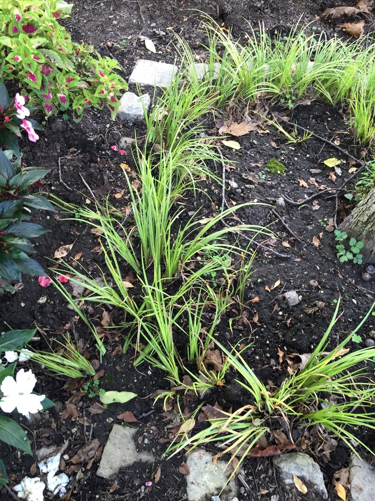 Ogon Grassy-Leaved Sweet Flag (Acorus gramineus 'Ogon') - North Shore ...