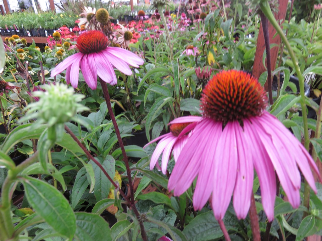 Magnus Purple Coneflower (Echinacea purpurea 'Magnus') - North Shore ...