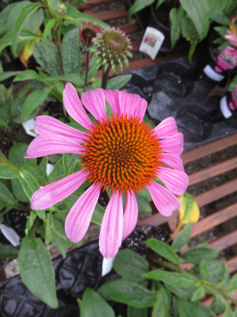 Magnus Purple Coneflower (Echinacea purpurea 'Magnus') - North Shore ...