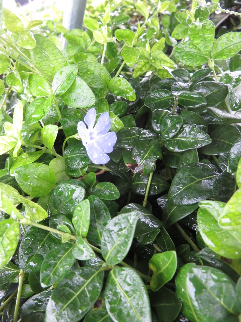 Dart's Blue Periwinkle (Vinca minor 'Dart's Blue') - North Shore Plant Club