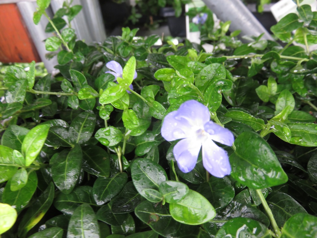 Dart's Blue Periwinkle (Vinca minor 'Dart's Blue') - North Shore Plant Club