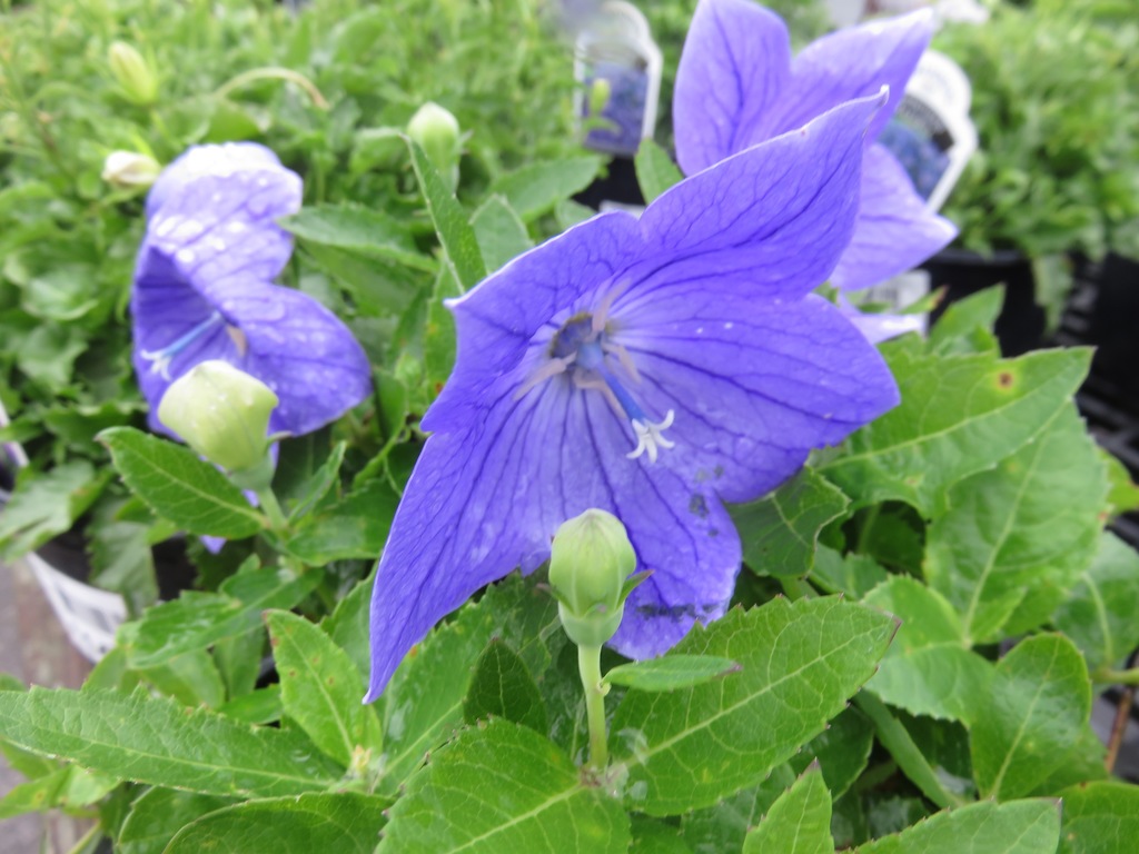 Sentimental Blue Balloon Flower (Platycodon grandiflorus 'Sentimental ...