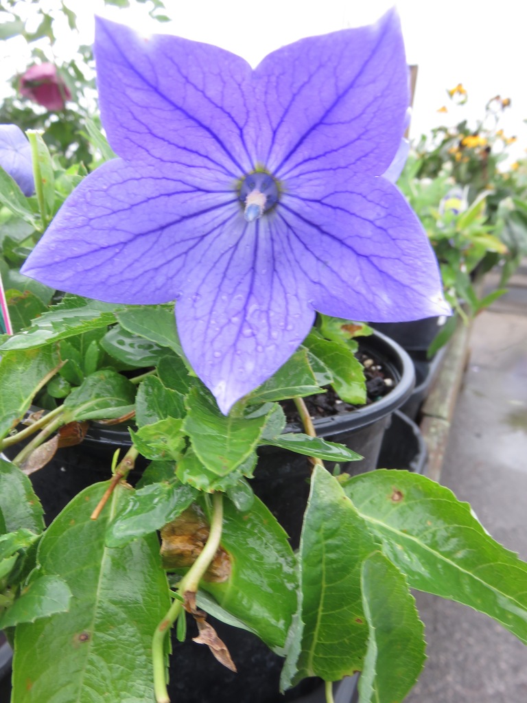 Sentimental Blue Balloon Flower (Platycodon grandiflorus 'Sentimental ...