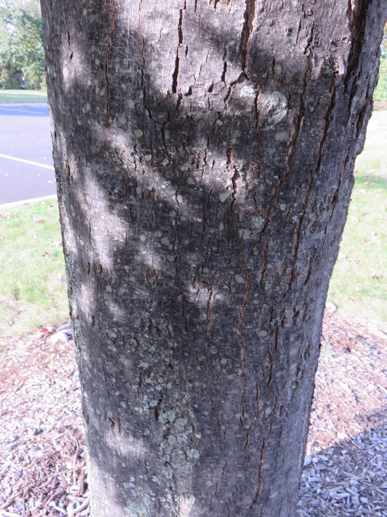 Marmo Freeman Maple (Acer x freemanii 'Marmo') - North Shore Plant Club
