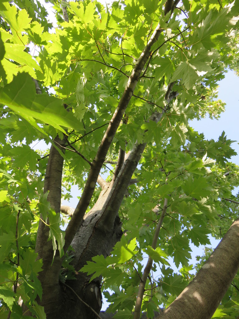 Marmo Freeman Maple (Acer x freemanii 'Marmo') - North Shore Plant Club