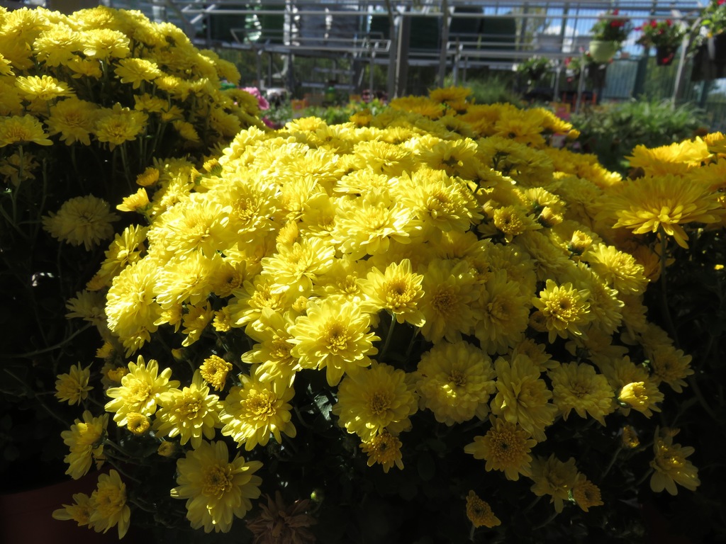 Chelsey Yellow Garden Mum (Chrysanthemum x morifolium 'Chelsey Yellow ...