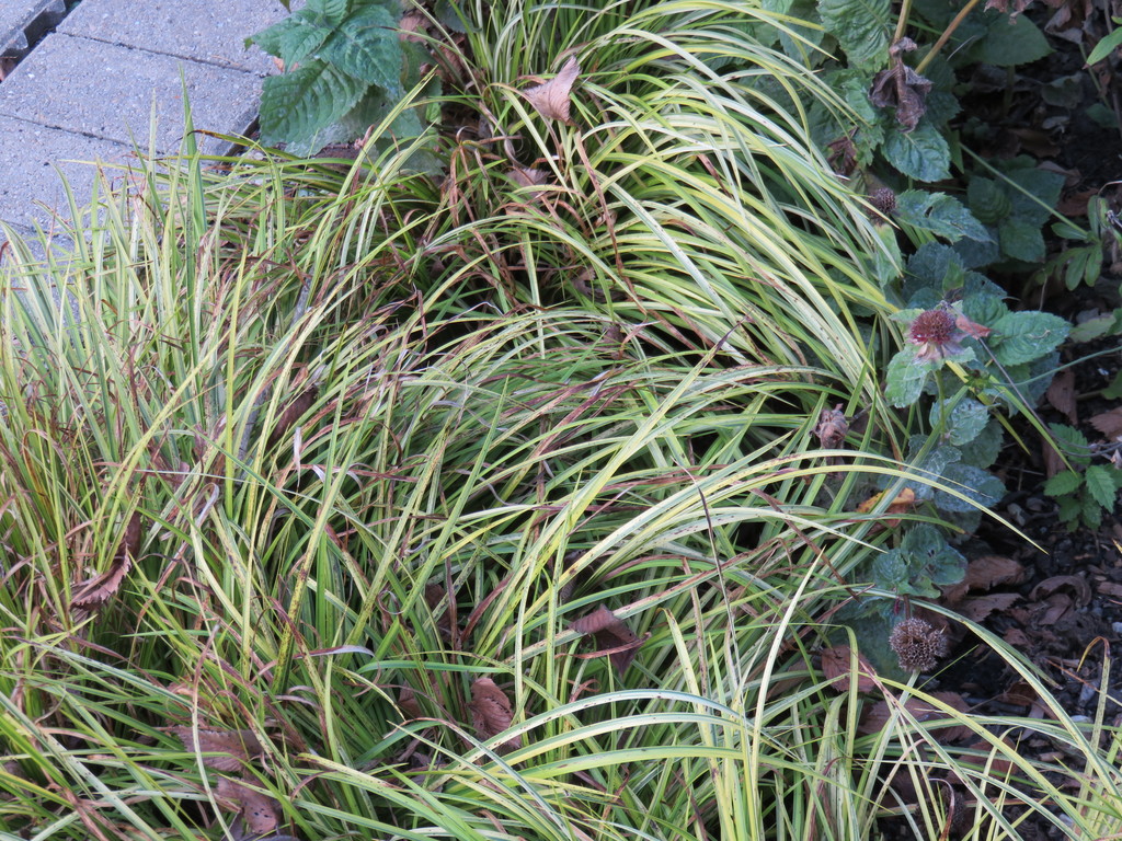 Ogon Grassy-Leaved Sweet Flag (Acorus gramineus 'Ogon') - North Shore ...