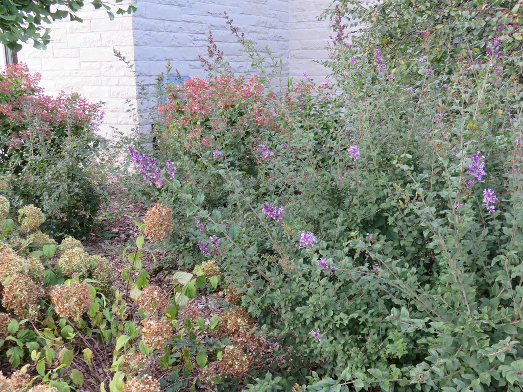 Bloomerang Lilac (Syringa 'Penda' BLOOMERANG) - North Shore Plant Club