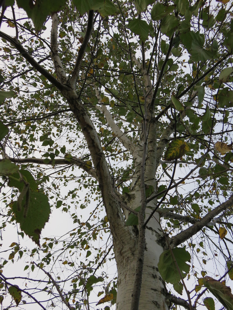 Whitespire Gray Birch (Betula populifolia 'Whitespire')