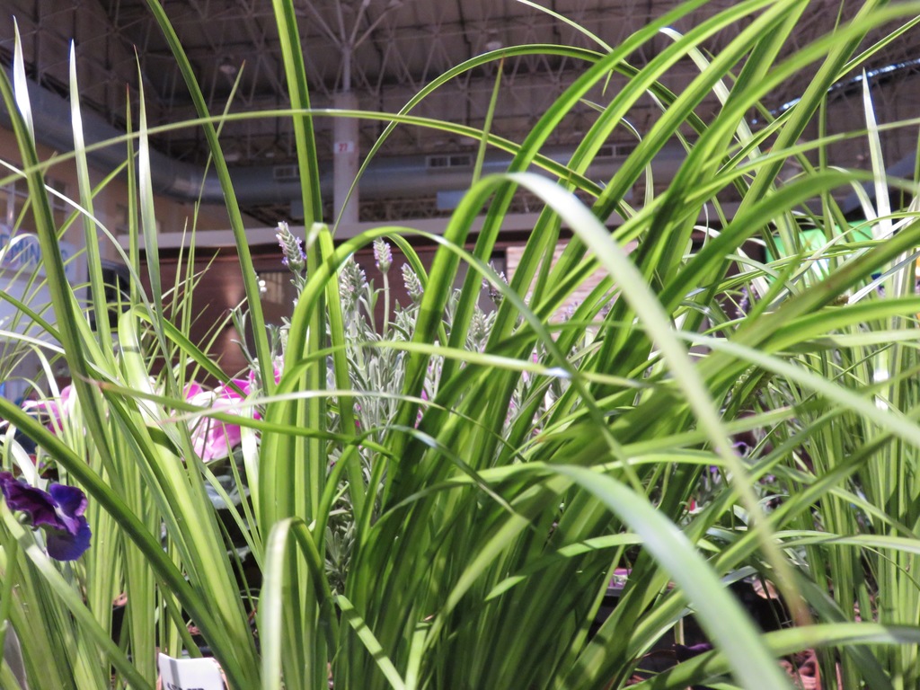 Ogon Grassy-Leaved Sweet Flag (Acorus gramineus 'Ogon') - North Shore ...