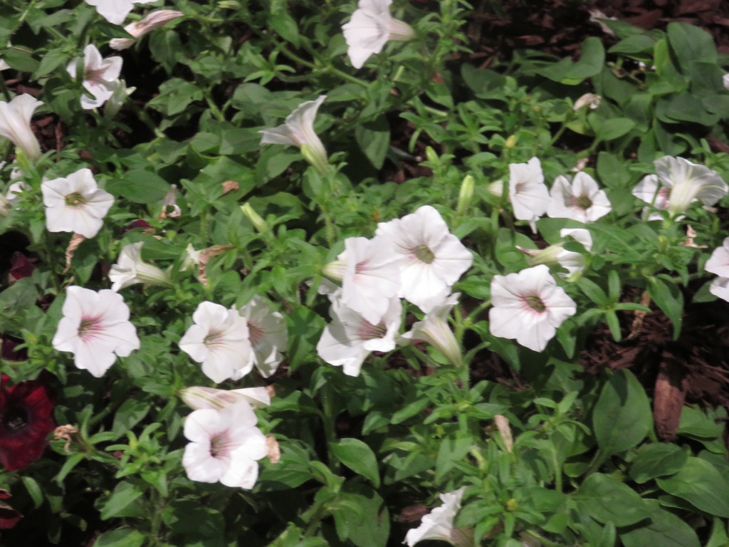 Supertunia Vista Silverberry (Petunia 'Supertunia Vista Silverberry ...