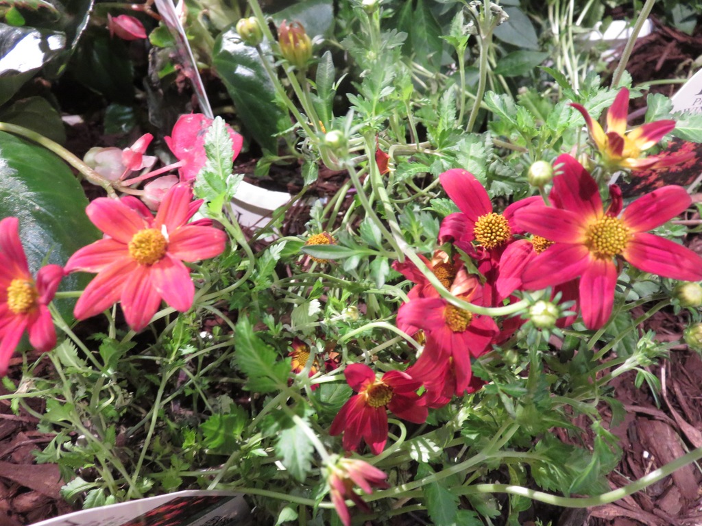 Campfire Fireburst Bidens (Bidens 'KOIBID1346' CAMPFIRE FIREBURST ...