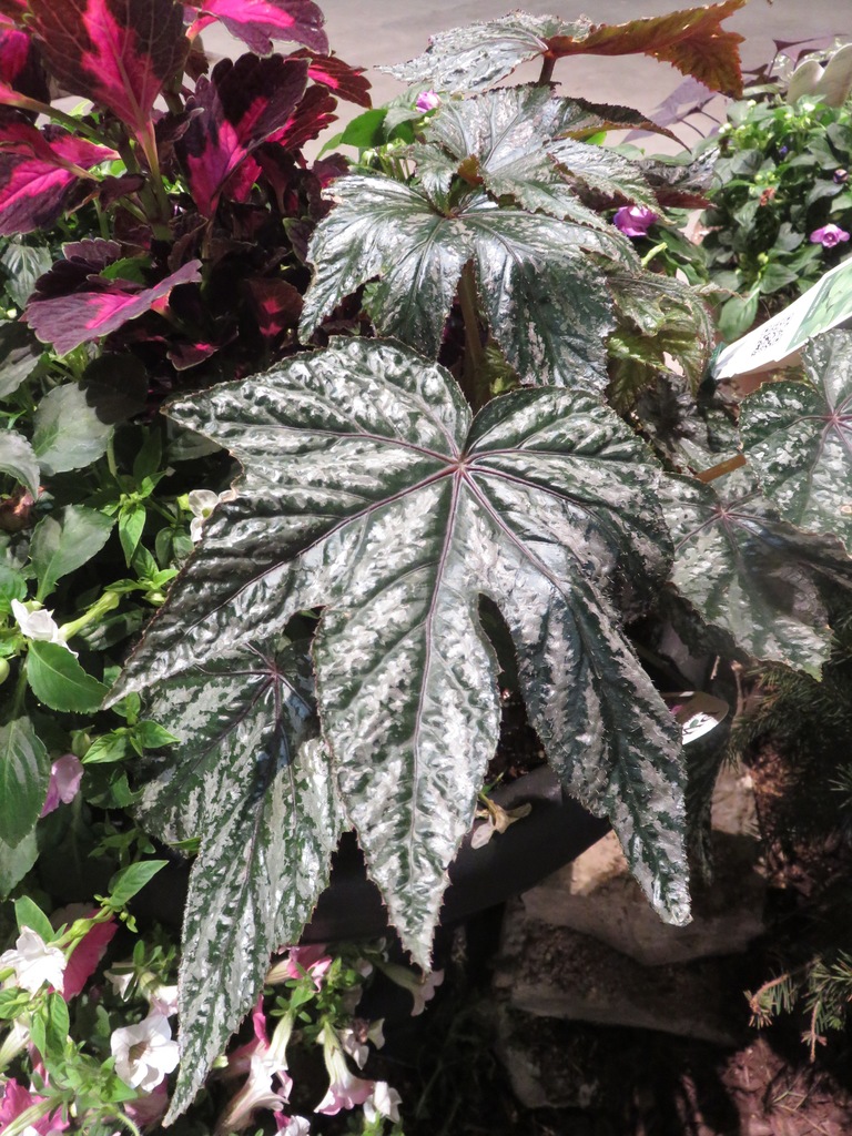 Gryphon Begonia (Begonia x hybrida 'Gryphon') - North Shore Plant Club