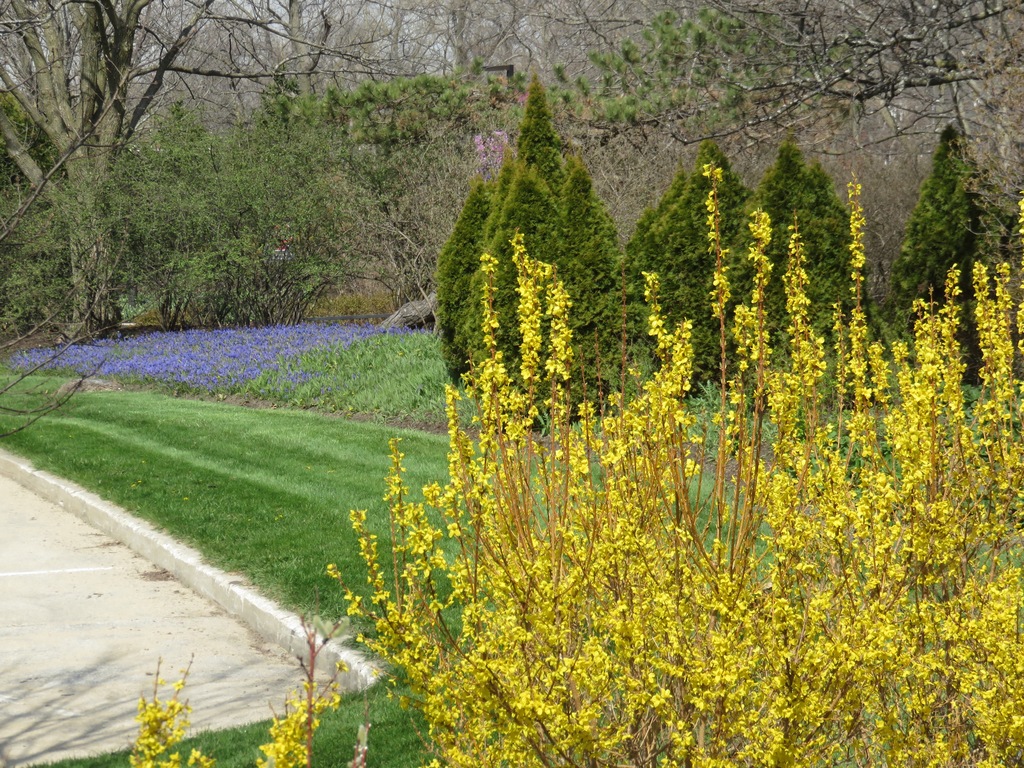 Virescens Western Red Cedar (Thuja plicata 'Virescens') - North Shore ...