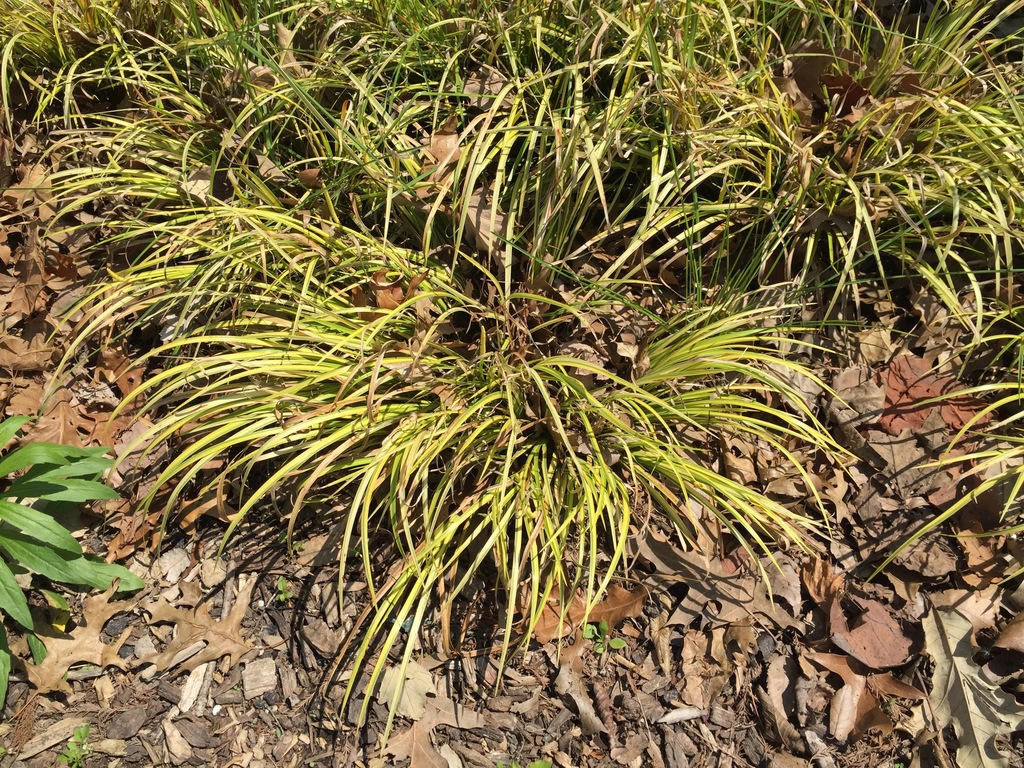 Ogon Grassy-Leaved Sweet Flag (Acorus gramineus 'Ogon') - North Shore ...