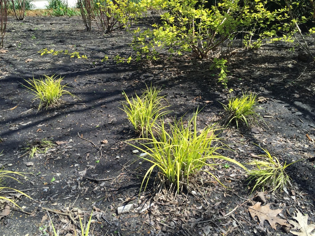 Bowles' Golden Sedge (Carex elata 'Aurea') - North Shore Plant Club