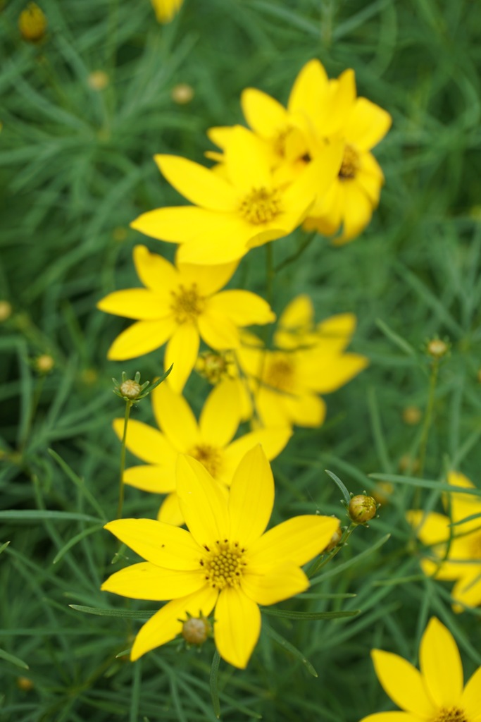 Zagreb Threadleaf Coreopsis (Coreopsis verticillata 'Zagreb') - North ...