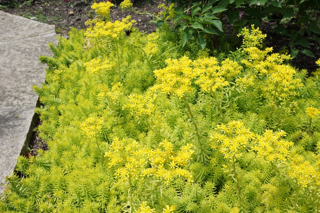 Angelina Stonecrop (Sedum rupestre 'Angelina') - North Shore Plant Club