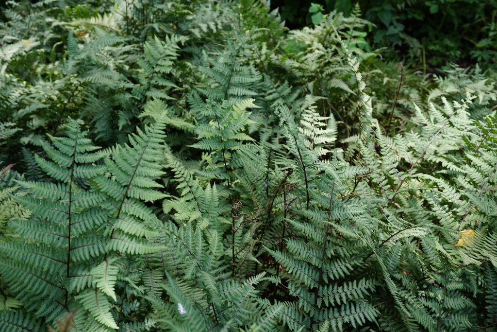 Ghost Fern (Athyrium 'Ghost') - North Shore Plant Club