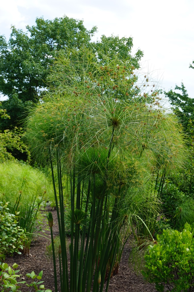 King Tut Papyrus (Cyperus papyrus 'King Tut') - North Shore Plant Club