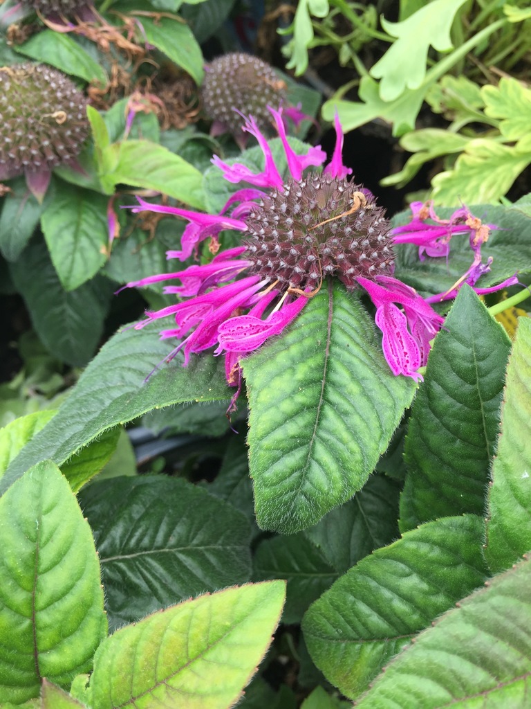 Leading Lady Plum Bee Balm (Monarda 'Leading Lady Plum') - North Shore ...