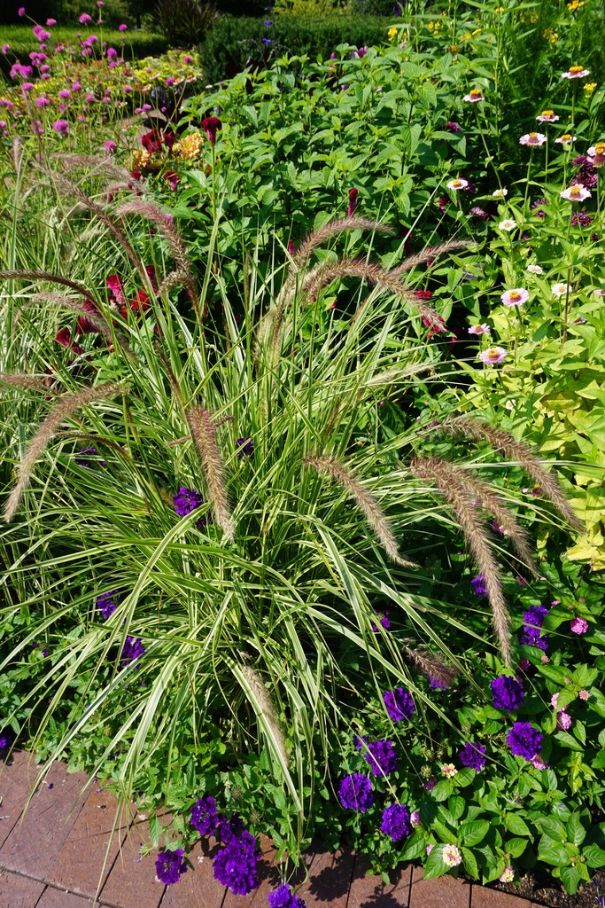 Sky Rocket Fountain Grass (Pennisetum setaceum 'Sky Rocket') - North ...