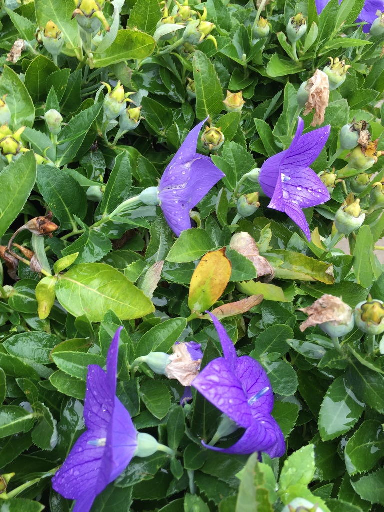 Sentimental Blue Balloon Flower (Platycodon grandiflorus 'Sentimental ...