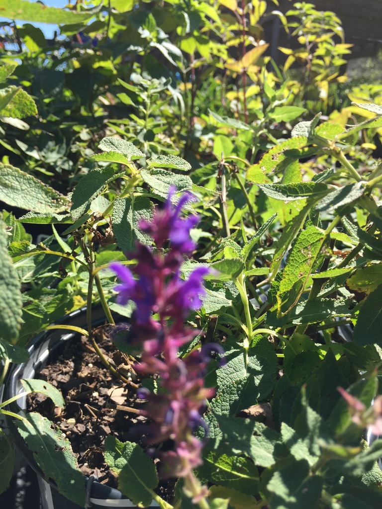 Color Spires Violet Riot Sage (Salvia nemorosa 'Violet Riot') - North ...