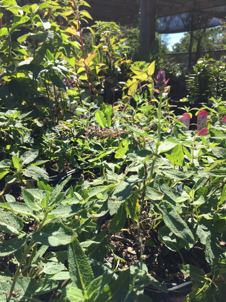 Color Spires Violet Riot Sage (Salvia nemorosa 'Violet Riot') - North ...