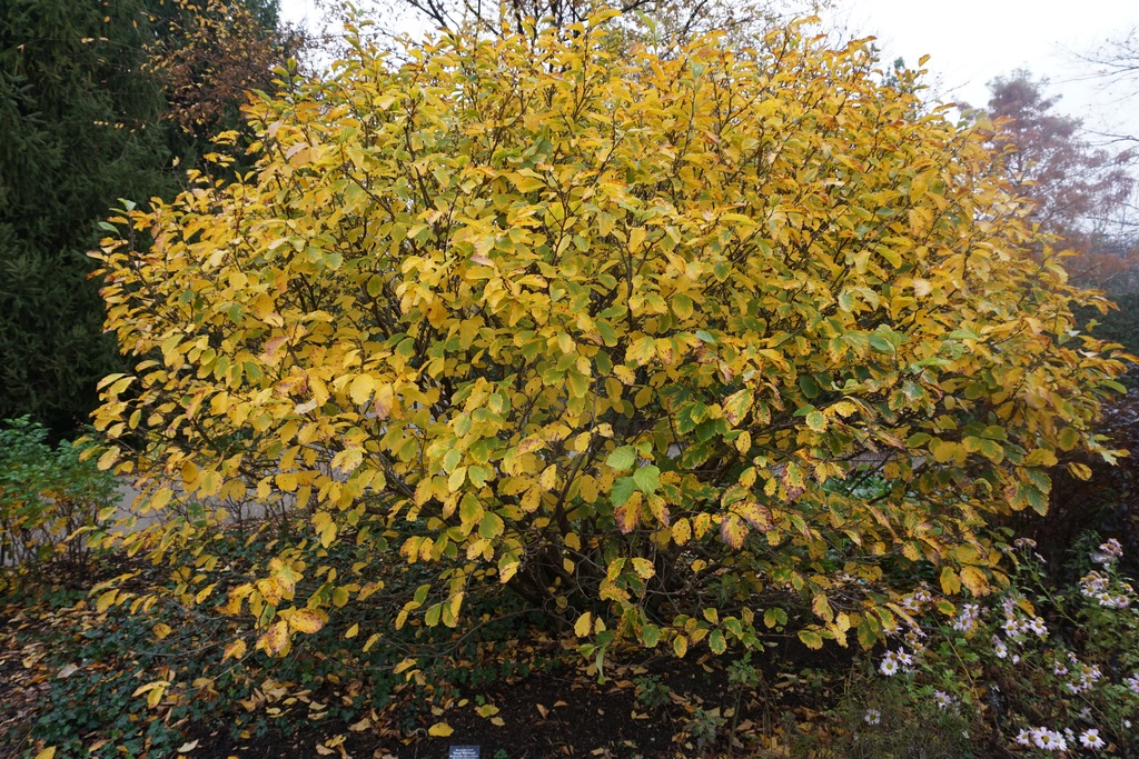 Ozark Witch Hazel (Hamamelis vernalis) - North Shore Plant Club