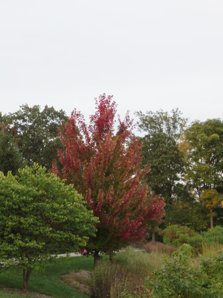 Autumn Blaze Freeman Maple (Acer x freemanii 'Jeffersred' AUTUMN BLAZE ...